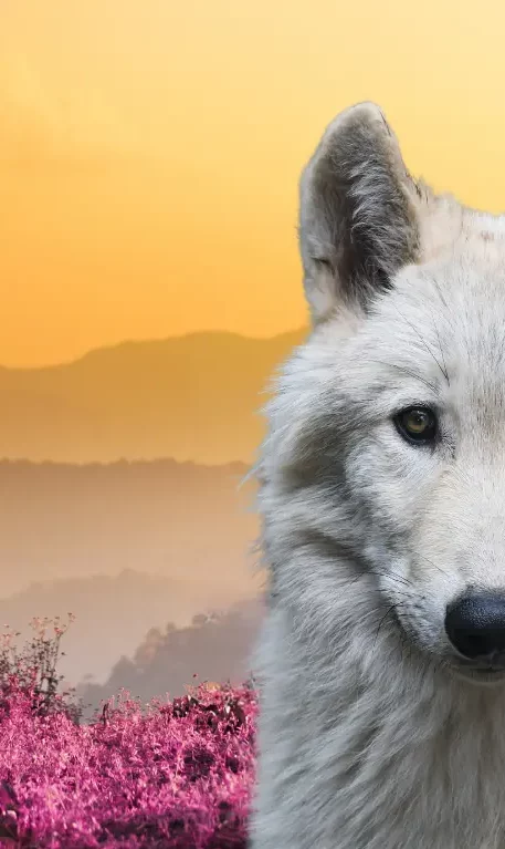 BARF - Individuelle Beratung & Ernährungspläne für den Hund